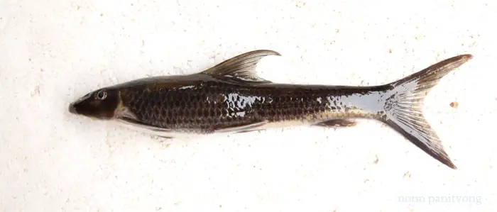 Garra theunensis — Seriously Fish