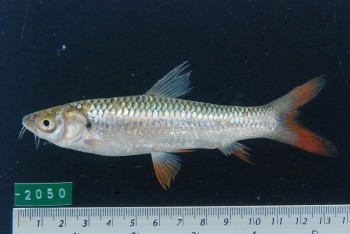 Leptobarbus rubripinna – Red-finned Cigar Shark (Filirasbora rubripinna ...