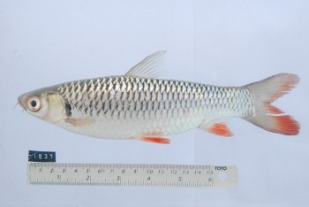 Leptobarbus rubripinna – Red-finned Cigar Shark (Filirasbora rubripinna ...