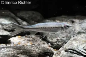 Luciosoma setigerum – Apollo Shark (Barbus podonemus, Luciosoma ...