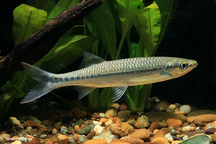 Luciosoma setigerum – Apollo Shark (Barbus podonemus, Luciosoma ...