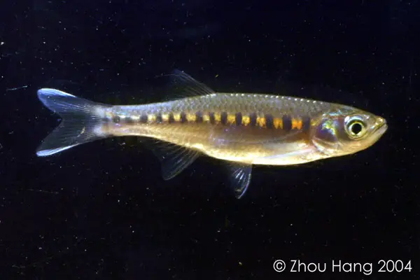 Luciosoma spilopleura — Seriously Fish