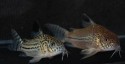 Corydoras julii – Julii Cory — Seriously Fish