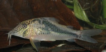 Corydoras fowleri – Fowler’s Cory — Seriously Fish