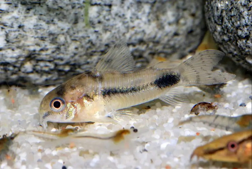 Corydoras habrosus – Salt and Pepper Cory — Seriously Fish