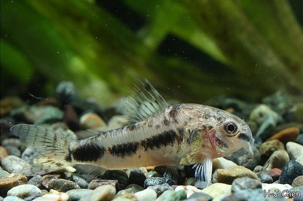 Corydoras habrosus – Salt and Pepper Cory — Seriously Fish