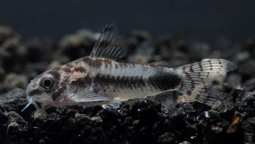 Corydoras habrosus – Salt and Pepper Cory — Seriously Fish