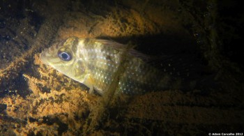 Satanoperca jurupari – Demon Eartheater (Geophagus jurupari ...