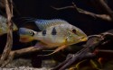 Satanoperca daemon – Threespot Eartheater (Geophagus daemon ...