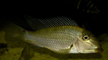 Satanoperca jurupari – Demon Eartheater (Geophagus jurupari ...