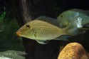 Satanoperca jurupari – Demon Eartheater (Geophagus jurupari ...