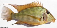 Satanoperca jurupari – Demon Eartheater (Geophagus jurupari ...