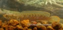 Channa orientalis – Ceylon snakehead (Ophiocephalus aurantiacus ...