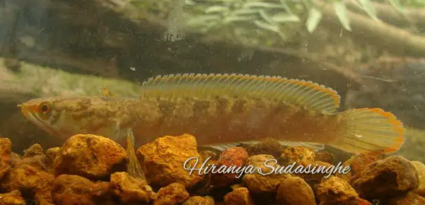 Channa orientalis – Ceylon snakehead (Ophiocephalus aurantiacus ...
