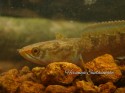 Channa orientalis – Ceylon snakehead (Ophiocephalus aurantiacus ...