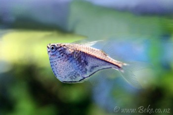 Carnegiella marthae – Blackwing Hatchetfish — Seriously Fish