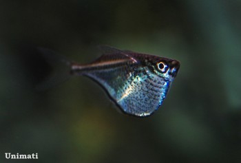 Carnegiella marthae – Blackwing Hatchetfish — Seriously Fish