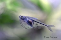 Carnegiella myersi – Pygmy Hatchetfish — Seriously Fish