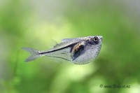 Carnegiella myersi – Pygmy Hatchetfish — Seriously Fish
