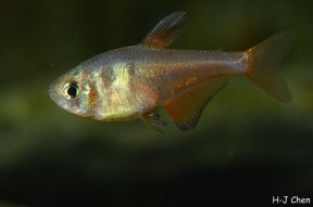 Hyphessobrycon flammeus – Flame Tetra — Seriously Fish