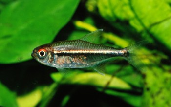 Hyphessobrycon heterorhabdus – Flag Tetra (Tetragonopterus ...
