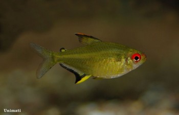 Hyphessobrycon pulchripinnis – Lemon Tetra — Seriously Fish