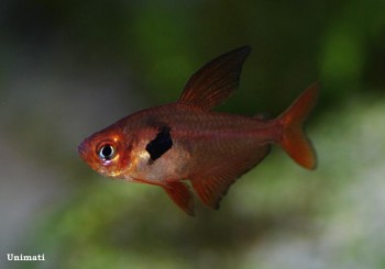 Hyphessobrycon sweglesi – Red Phantom Tetra (Megalamphodus sweglesi) — Seriously Fish