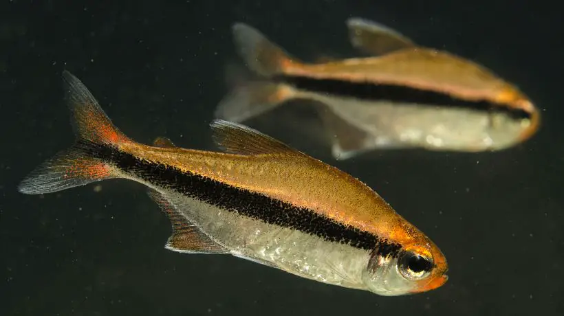Hyphessobrycon vilmae — Seriously Fish