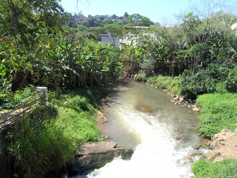 Orange Von Rio Flame Tetra
