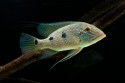 Satanoperca daemon – Threespot Eartheater (Geophagus daemon ...
