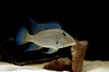 Satanoperca leucosticta – Whitespot Eartheater (Geophagus leucostictus ...