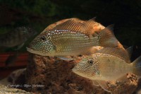 Satanoperca leucosticta – Whitespot Eartheater (Geophagus leucostictus ...