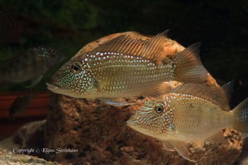 Satanoperca leucosticta – Whitespot Eartheater (Geophagus leucostictus ...