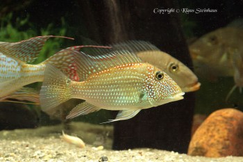 Satanoperca leucosticta – Whitespot Eartheater (Geophagus leucostictus ...