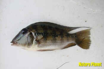 Satanoperca pappaterra – Pantanal Eartheater (Geophagus pappaterra ...