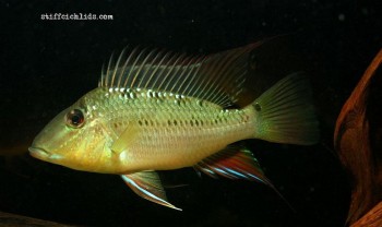 Satanoperca pappaterra – Pantanal Eartheater (Geophagus pappaterra ...
