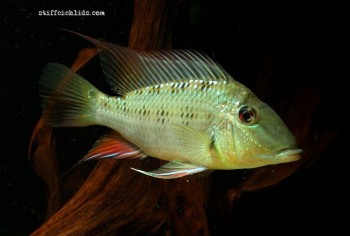 Satanoperca pappaterra – Pantanal Eartheater (Geophagus pappaterra ...