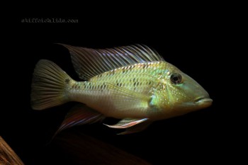 Satanoperca pappaterra – Pantanal Eartheater (Geophagus pappaterra ...