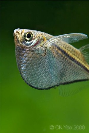 Gasteropelecus sternicla – Common Hatchetfish, Silver Hatchetfish ...