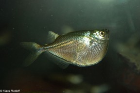 Gasteropelecus sternicla – Common Hatchetfish, Silver Hatchetfish ...