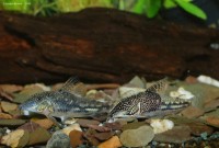 Scleromystax barbatus – Banded ‘Cory’ (Corydoras barbatus, Corydoras ...