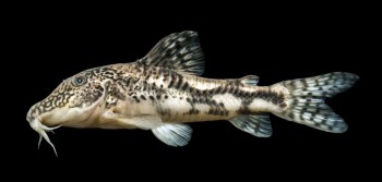 Scleromystax barbatus – Banded ‘Cory’ (Corydoras barbatus, Corydoras ...