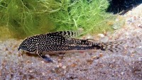 Scleromystax barbatus – Banded ‘Cory’ (Corydoras barbatus, Corydoras ...