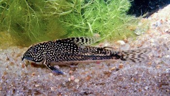 Scleromystax barbatus – Banded ‘Cory’ (Corydoras barbatus, Corydoras ...
