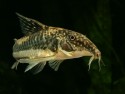 Scleromystax barbatus – Banded ‘Cory’ (Corydoras barbatus, Corydoras ...
