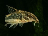 Scleromystax barbatus – Banded ‘Cory’ (Corydoras barbatus, Corydoras ...