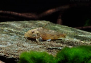 Scleromystax barbatus – Banded ‘Cory’ (Corydoras barbatus, Corydoras ...