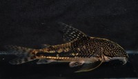 Scleromystax barbatus – Banded ‘Cory’ (Corydoras barbatus, Corydoras ...