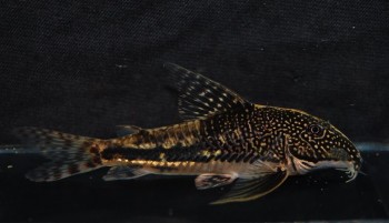 Scleromystax barbatus – Banded ‘Cory’ (Corydoras barbatus, Corydoras ...