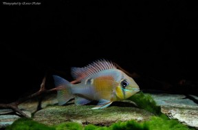Biotodoma cupido – Cupid Cichlid (Geophagus cupido) — Seriously Fish